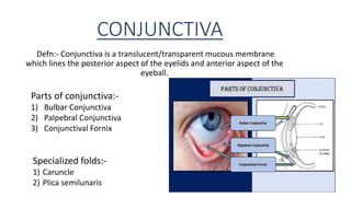 CONJUNCTIVA.pptx
