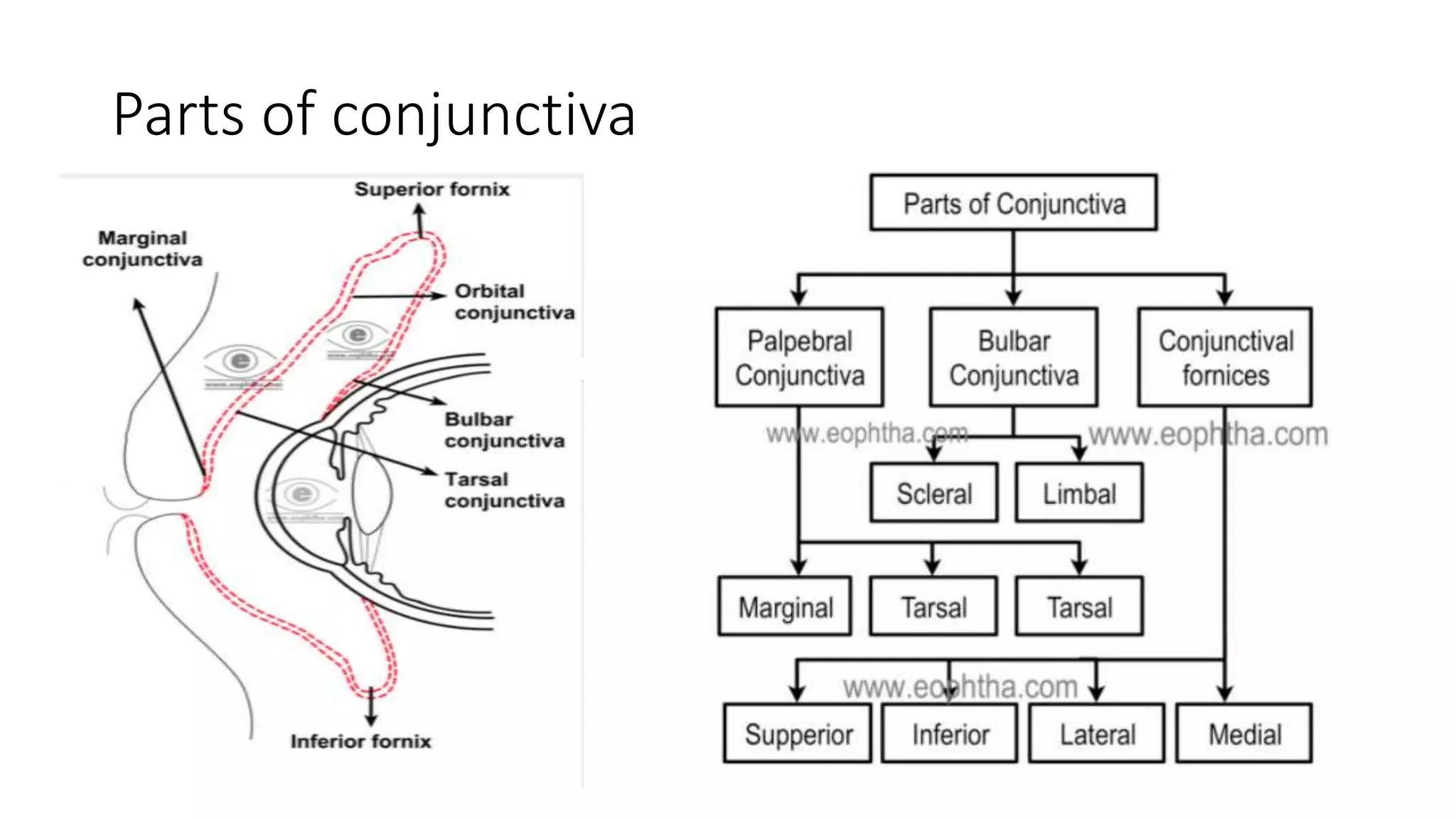 CONJUNCTIVA.pptx
