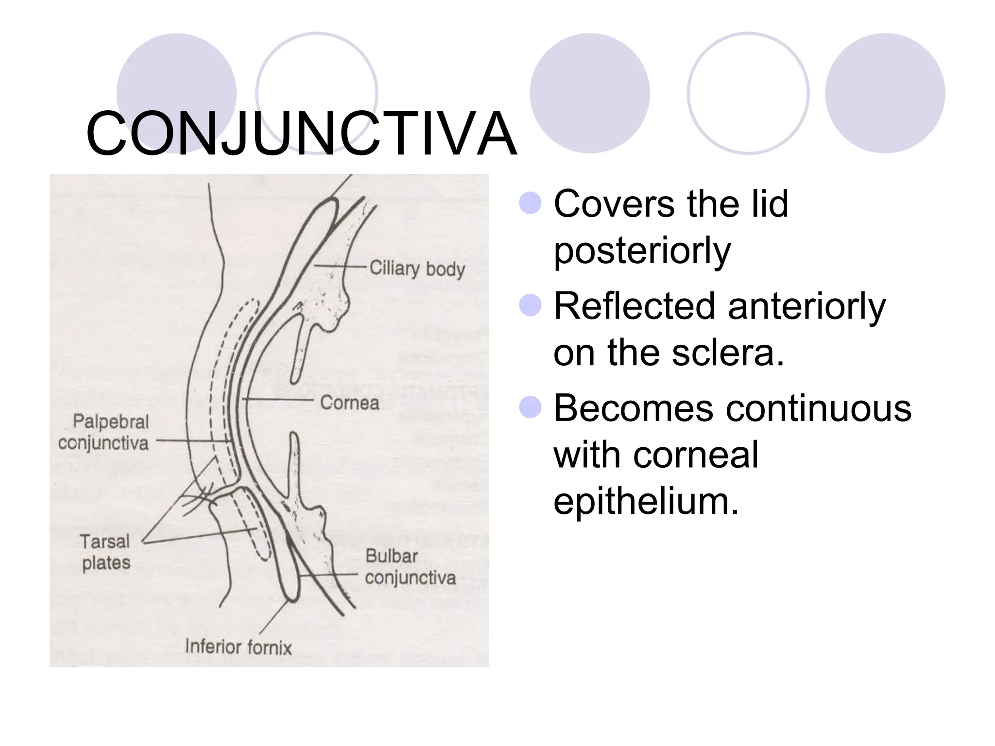 Anatomy of Conjunctiva- bulbar ,palpebral and forniceal | PPT
