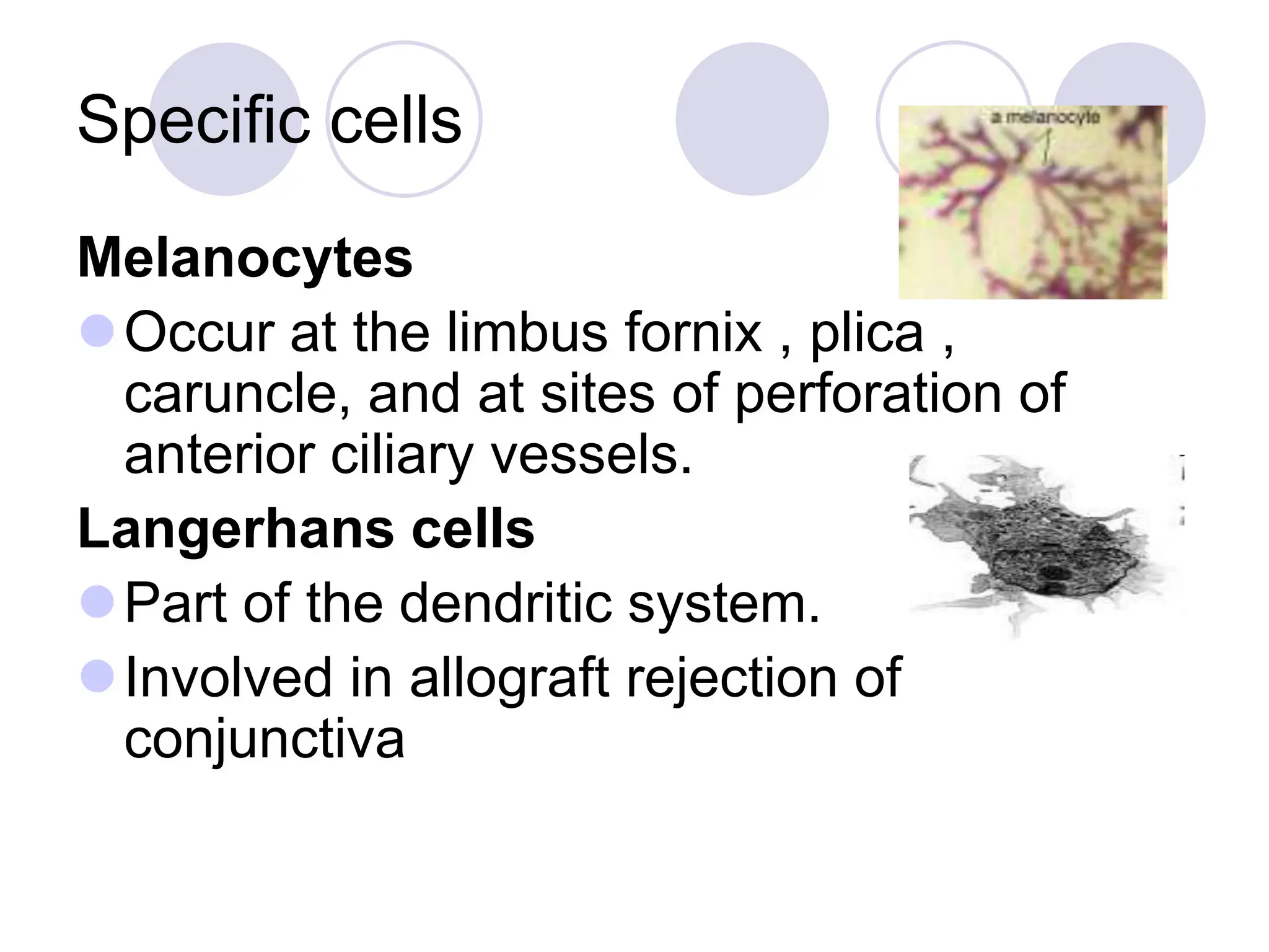Anatomy of Conjunctiva- bulbar ,palpebral and forniceal | PPT | Eye and ...
