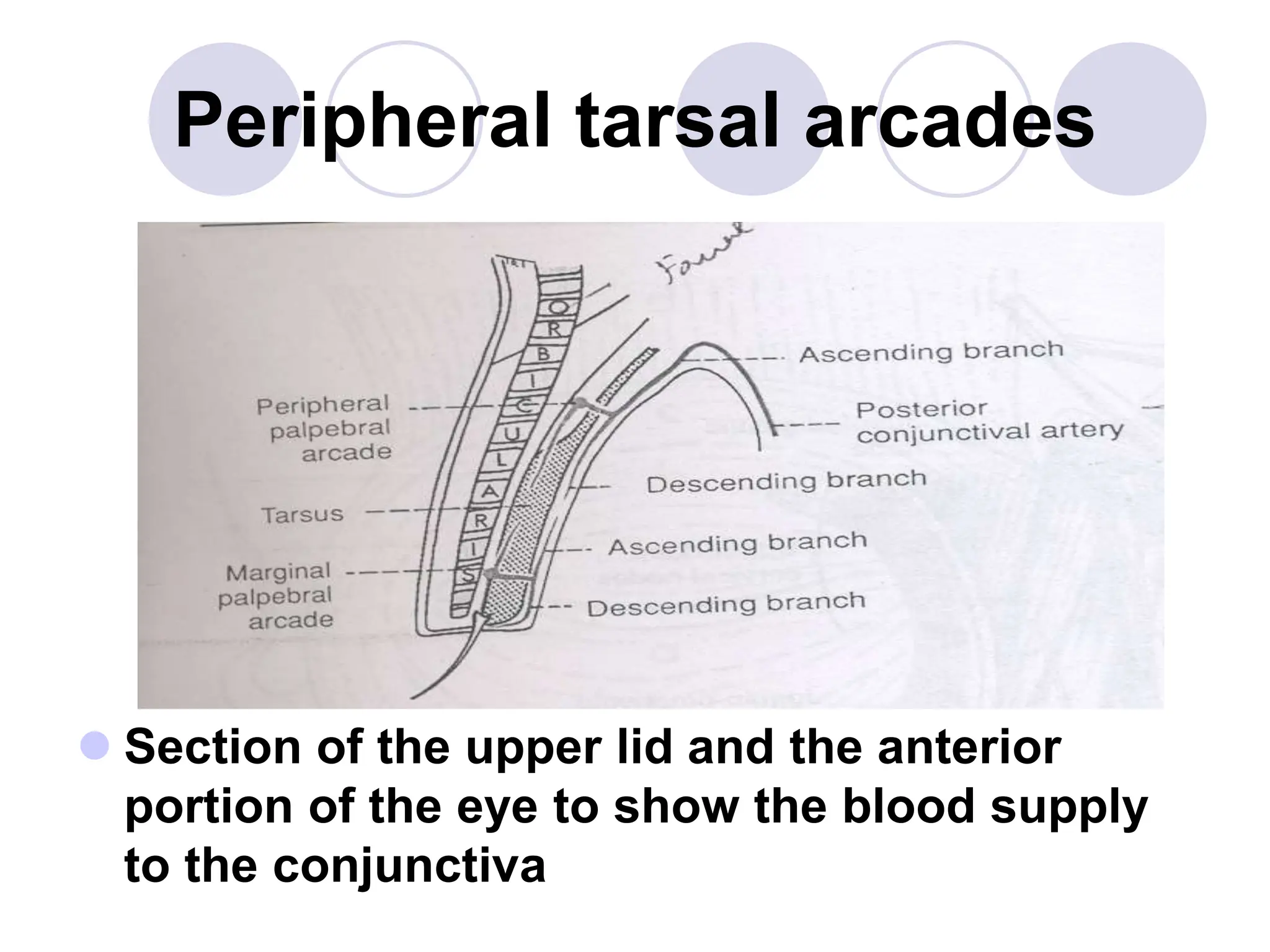 Anatomy of Conjunctiva- bulbar ,palpebral and forniceal | PPT | Eye and ...
