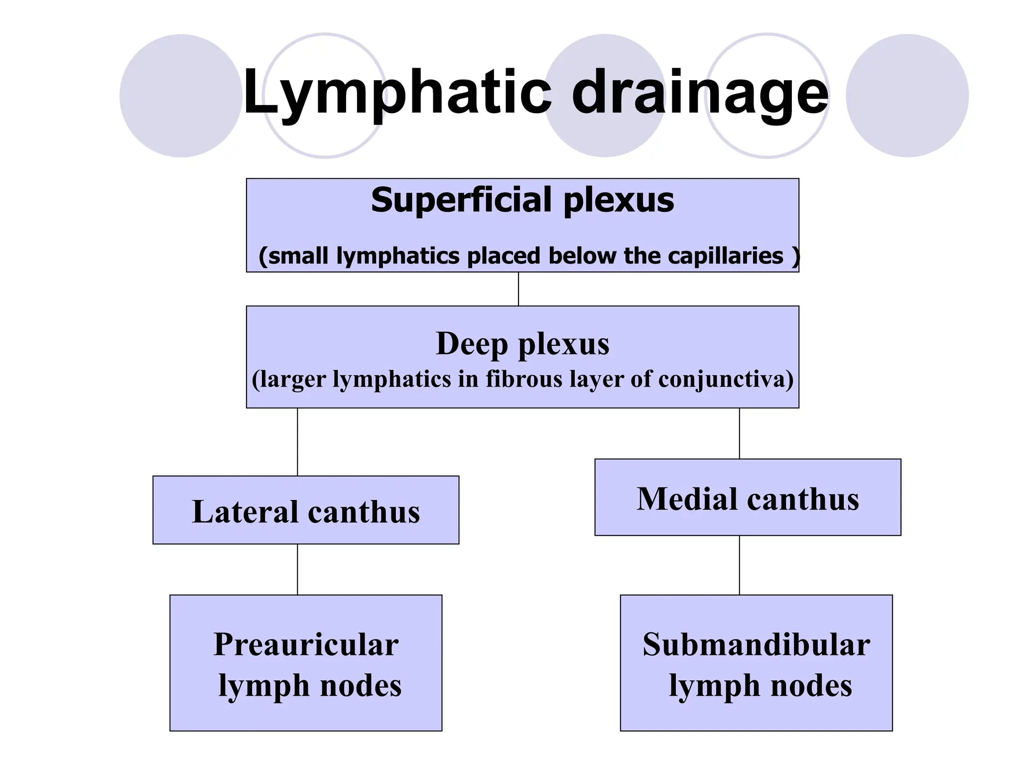 Anatomy of Conjunctiva- bulbar ,palpebral and forniceal | PPT | Eye and ...