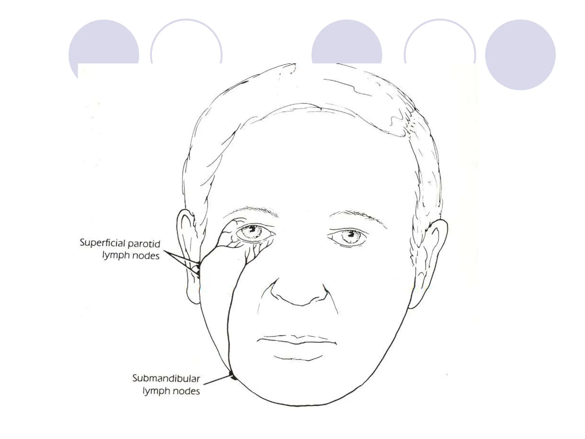 Anatomy of Conjunctiva- bulbar ,palpebral and forniceal | PPT | Eye and ...