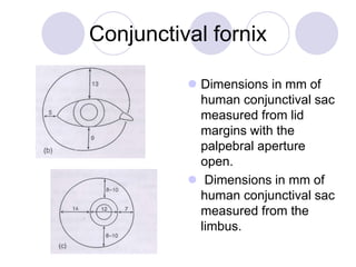 Anatomy of Conjunctiva- bulbar ,palpebral and forniceal | PPT
