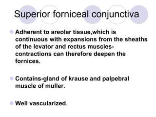 Anatomy of Conjunctiva- bulbar ,palpebral and forniceal | PPT