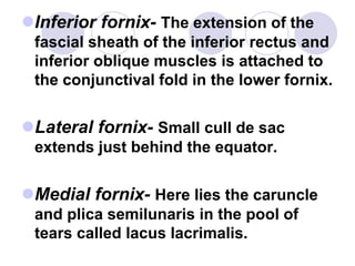 Anatomy of Conjunctiva- bulbar ,palpebral and forniceal | PPT