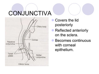 Anatomy of Conjunctiva- bulbar ,palpebral and forniceal | PPT