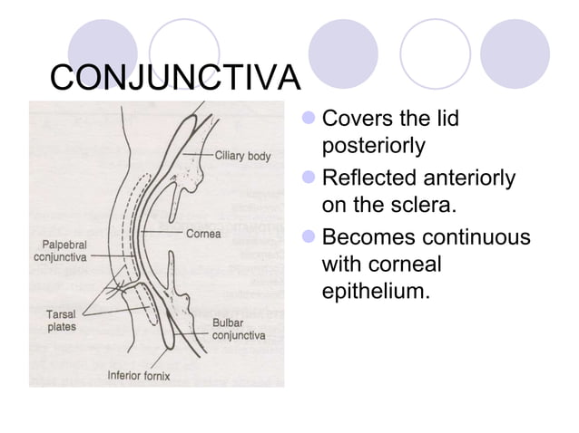 Anatomy of Conjunctiva- bulbar ,palpebral and forniceal | PPT | Eye and ...
