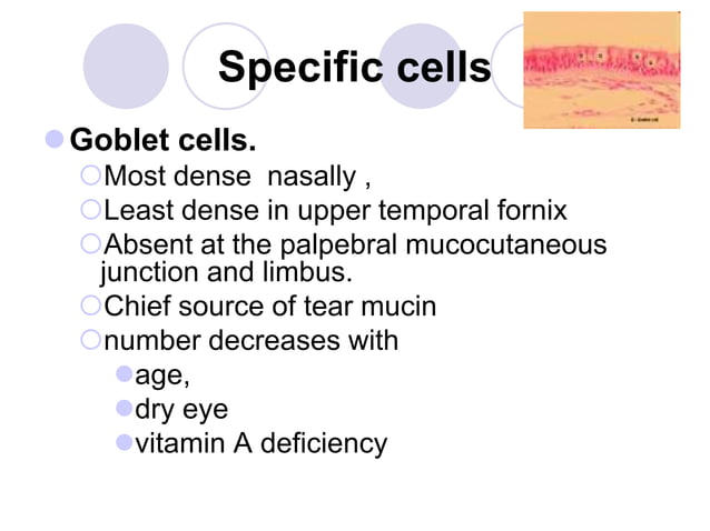Anatomy of Conjunctiva- bulbar ,palpebral and forniceal | PPT | Eye and ...