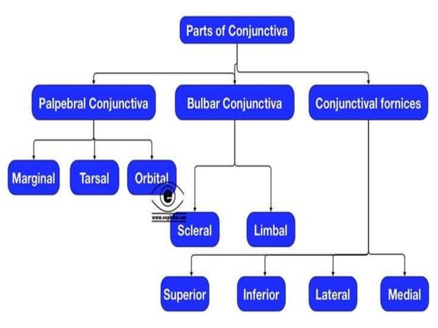 Anatomy of Conjunctiva- bulbar ,palpebral and forniceal | PPT | Eye and ...