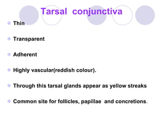 Anatomy of Conjunctiva- bulbar ,palpebral and forniceal | PPT