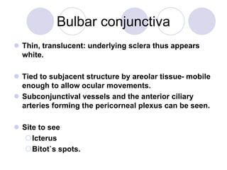 Anatomy of Conjunctiva- bulbar ,palpebral and forniceal | PPT