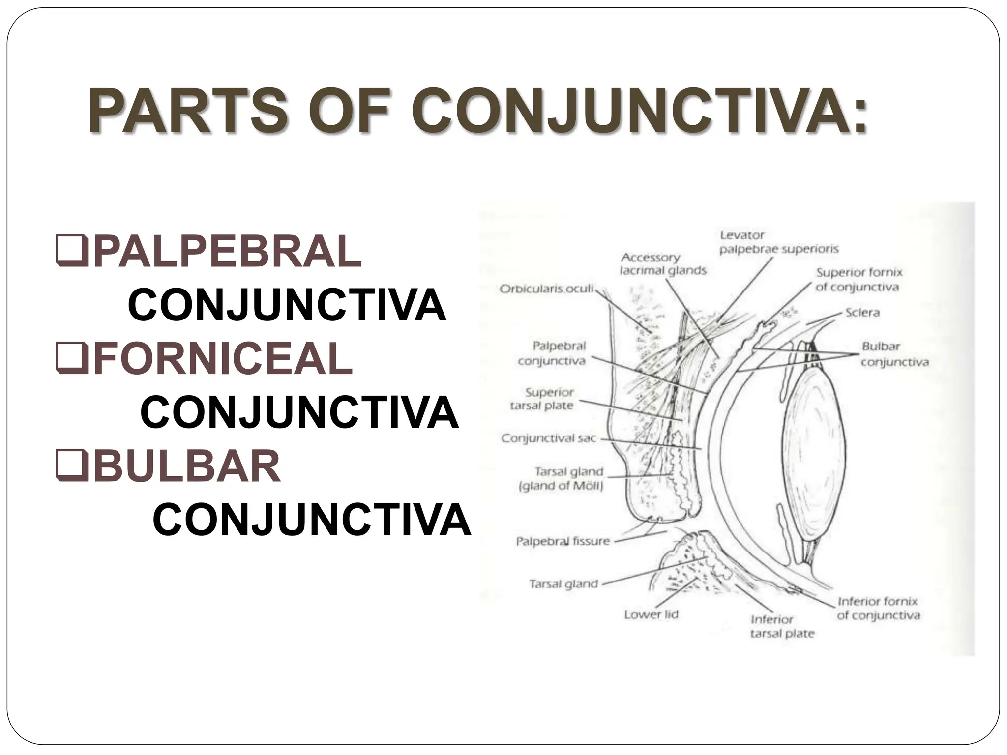 conjunctiva of human eye anatomy and physio.pptx