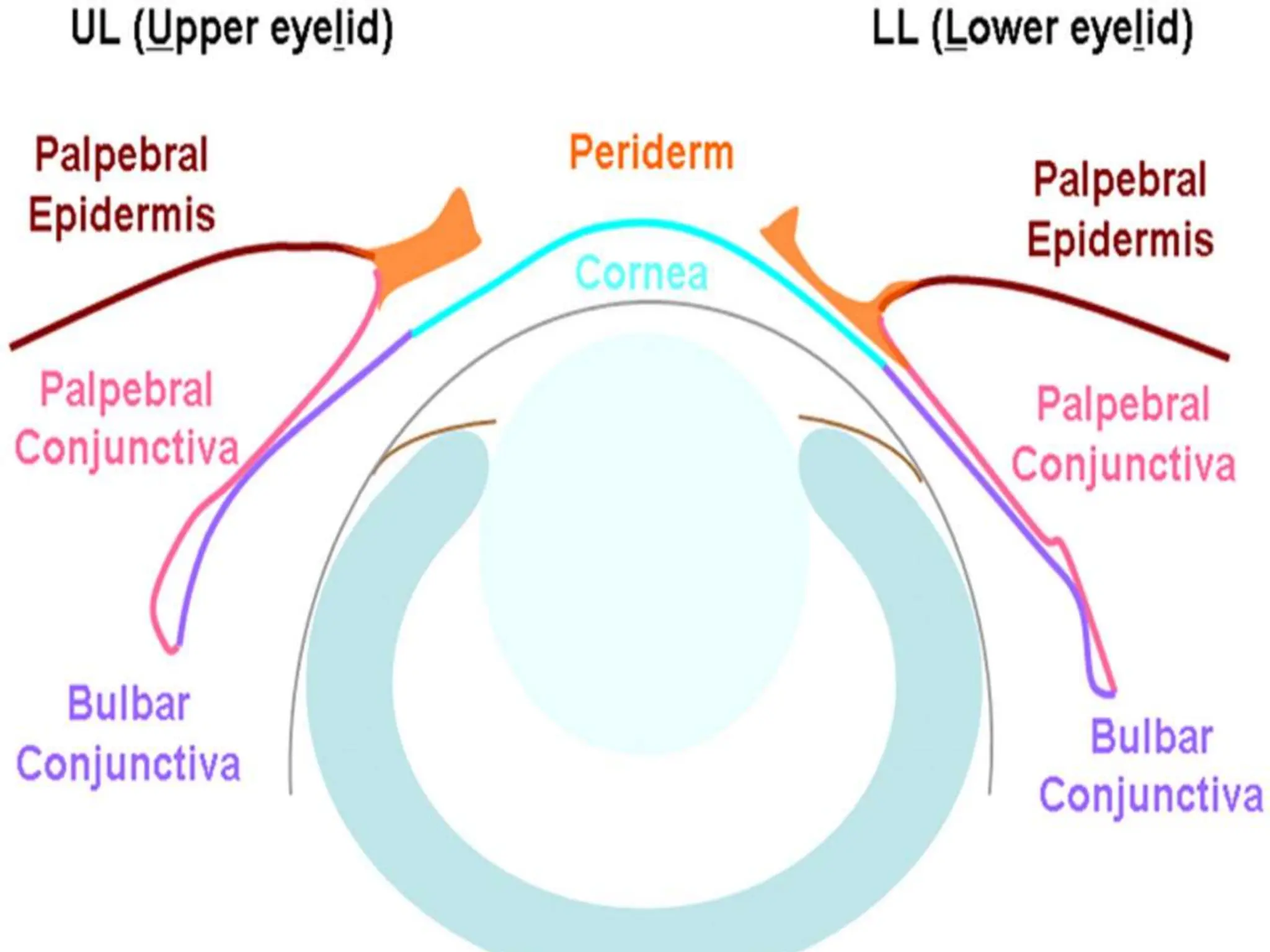 conjunctiva of human eye anatomy and physio.pptx