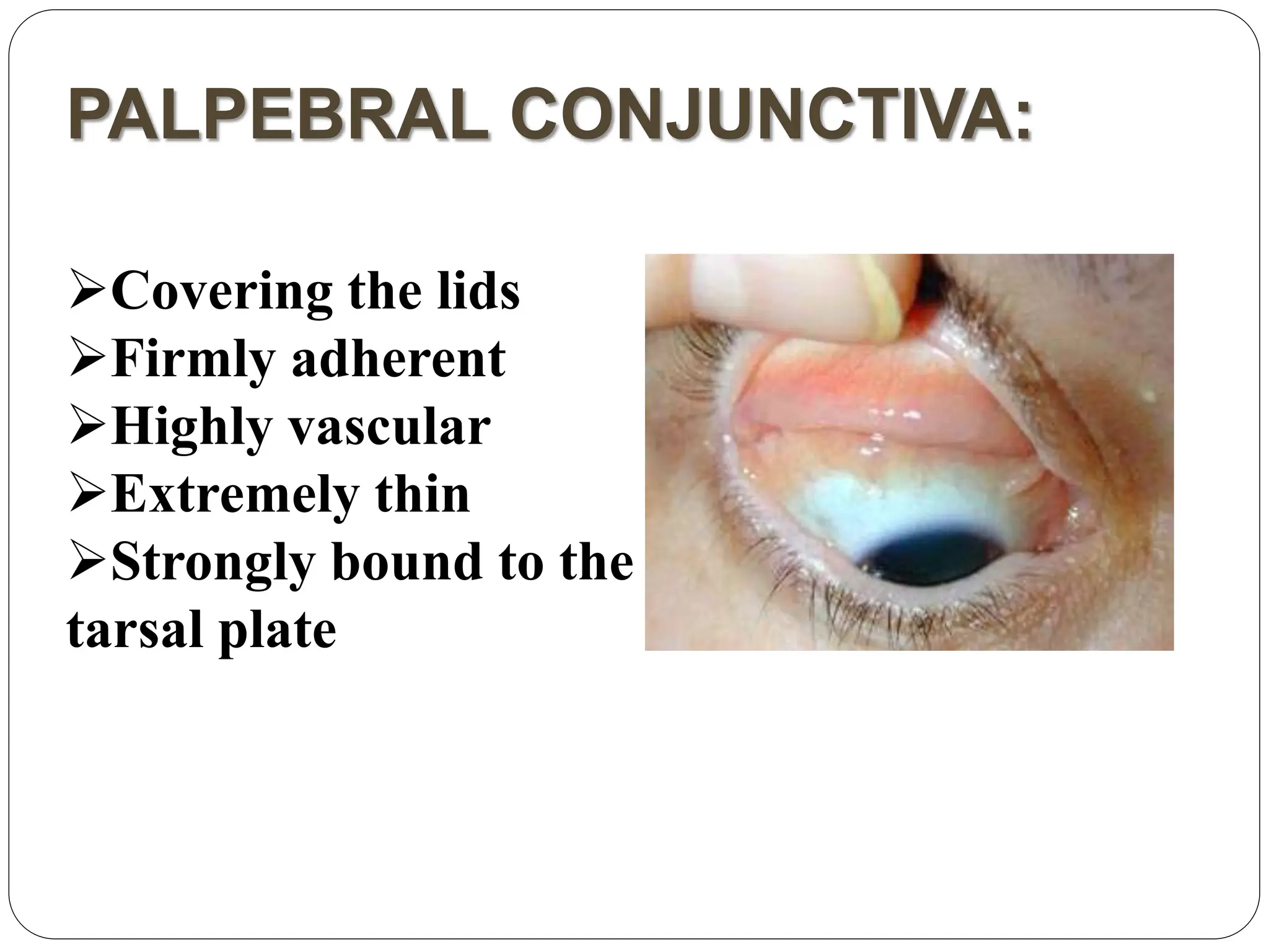 conjunctiva of human eye anatomy and physio.pptx