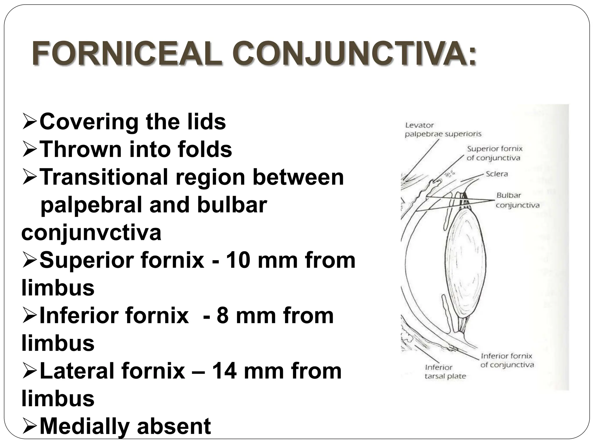 conjunctiva of human eye anatomy and physio.pptx