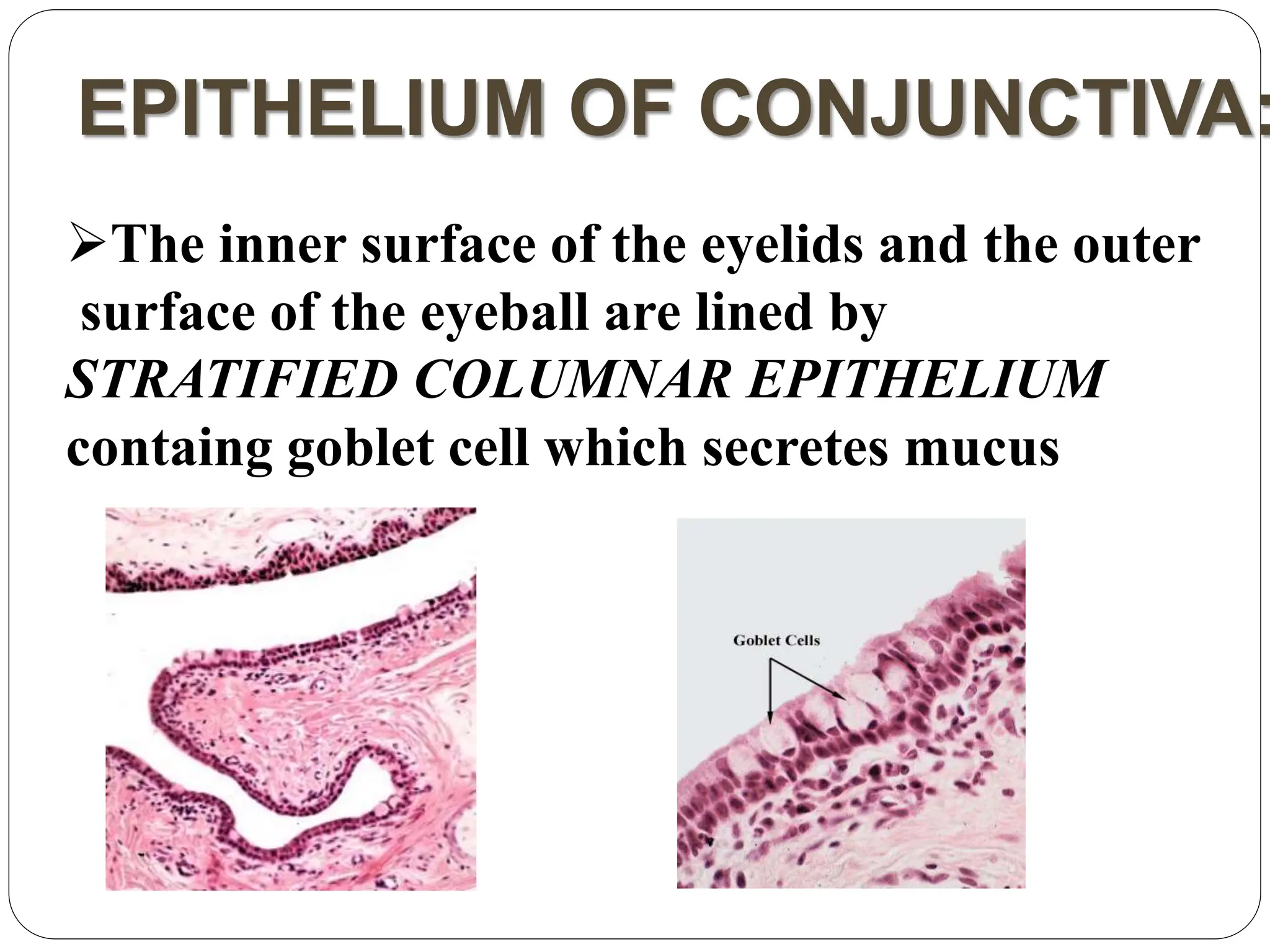 conjunctiva of human eye anatomy and physio.pptx