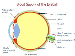 conjunctiva of human eye anatomy and physio.pptx