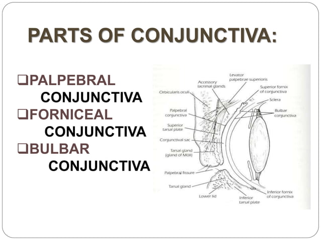 conjunctiva of human eye anatomy and physio.pptx