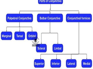 conjunctiva of human eye anatomy and physio.pptx