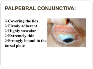 conjunctiva of human eye anatomy and physio.pptx