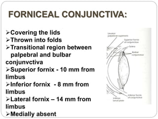 conjunctiva of human eye anatomy and physio.pptx