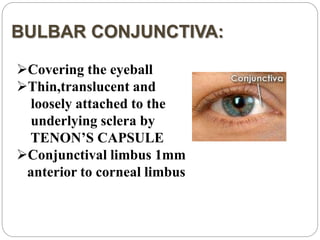 conjunctiva of human eye anatomy and physio.pptx