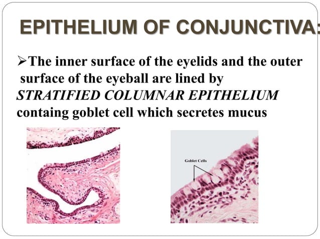 conjunctiva of human eye anatomy and physio.pptx