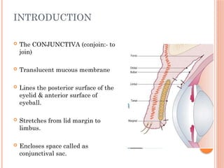 Translucent mucous membrane Lines the posterior surface of the eyelid ...