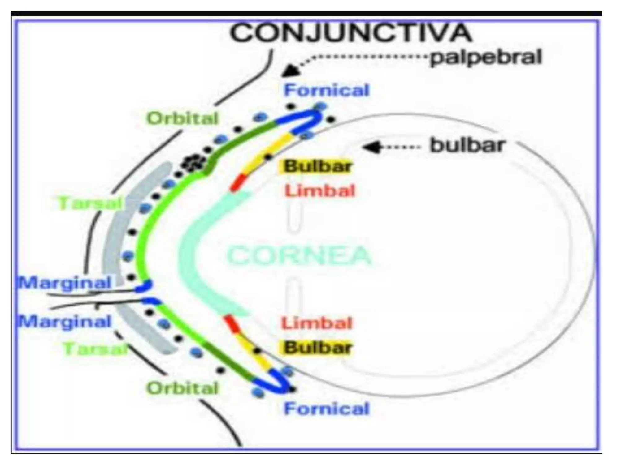Conjunctiva | PPT