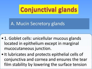 Conjunctiva | PPT