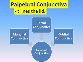 Conjunctiva | PPTX