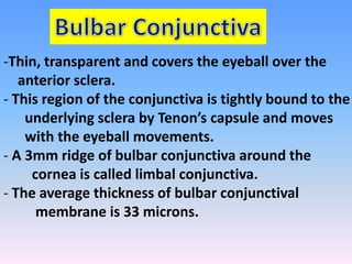 Conjunctiva | PPT