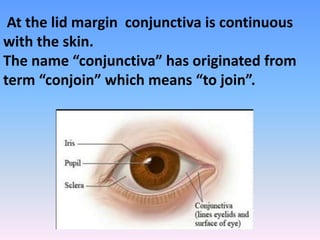 Conjunctiva Sclera