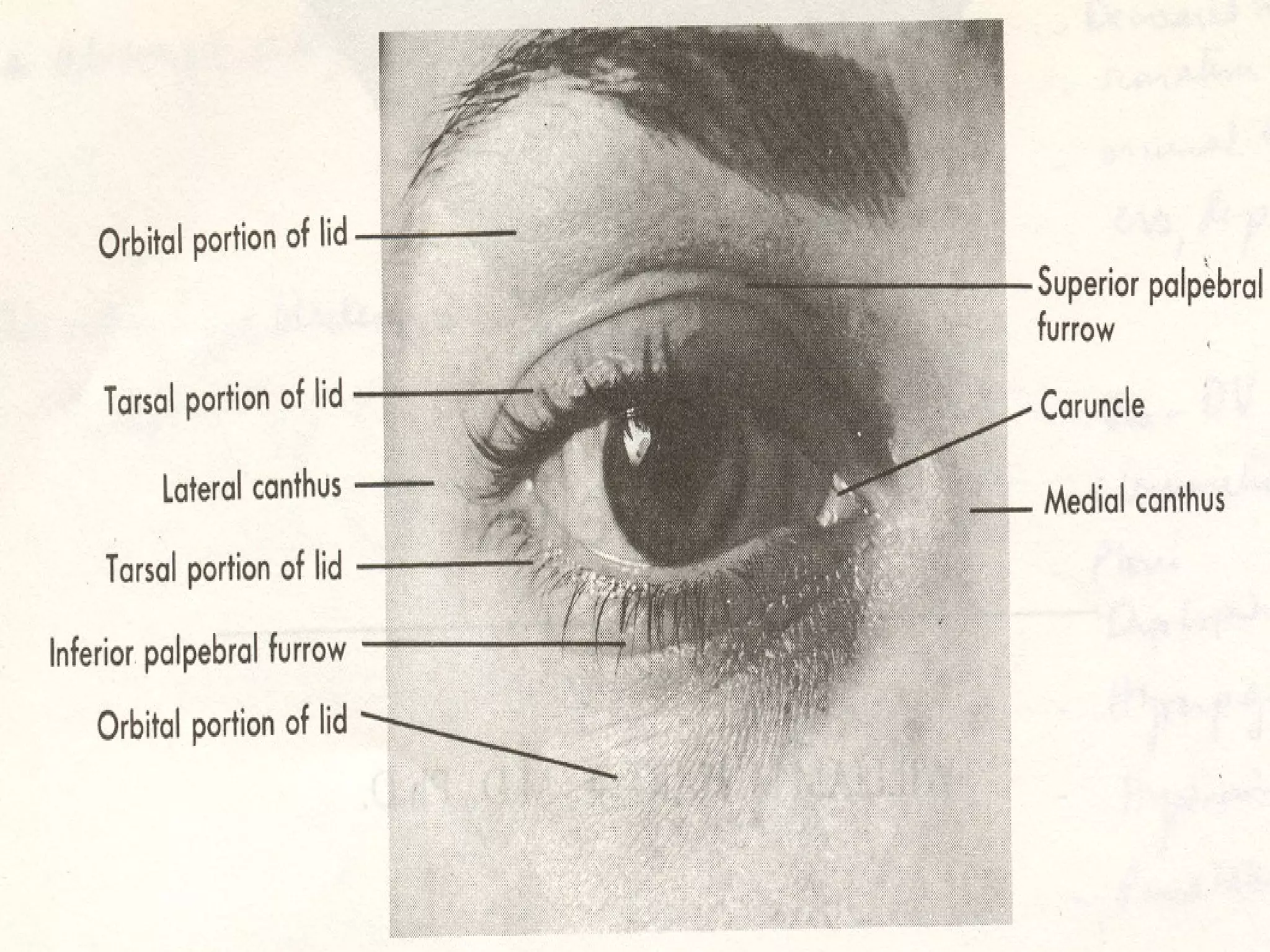 Conjunctiva anatomy and physiology | PDF