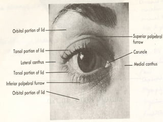 Conjunctiva anatomy and physiology | PDF