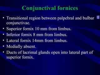 Conjunctiva anatomy and physiology | PDF