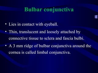 Conjunctiva anatomy and physiology | PPT
