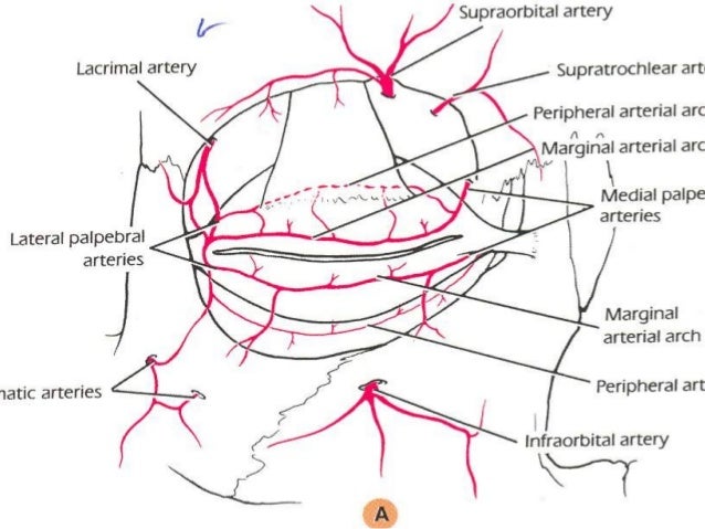 Conjunctiva anatomy and physiology
