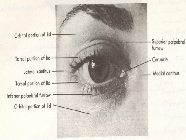 Conjunctiva anatomy and physiology