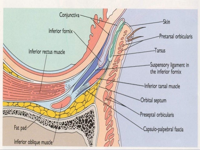 Conjunctiva anatomy and physiology