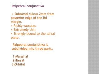 Conjunctiva anatomy and physiology eye.pptx