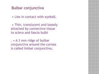 Conjunctiva anatomy and physiology eye.pptx