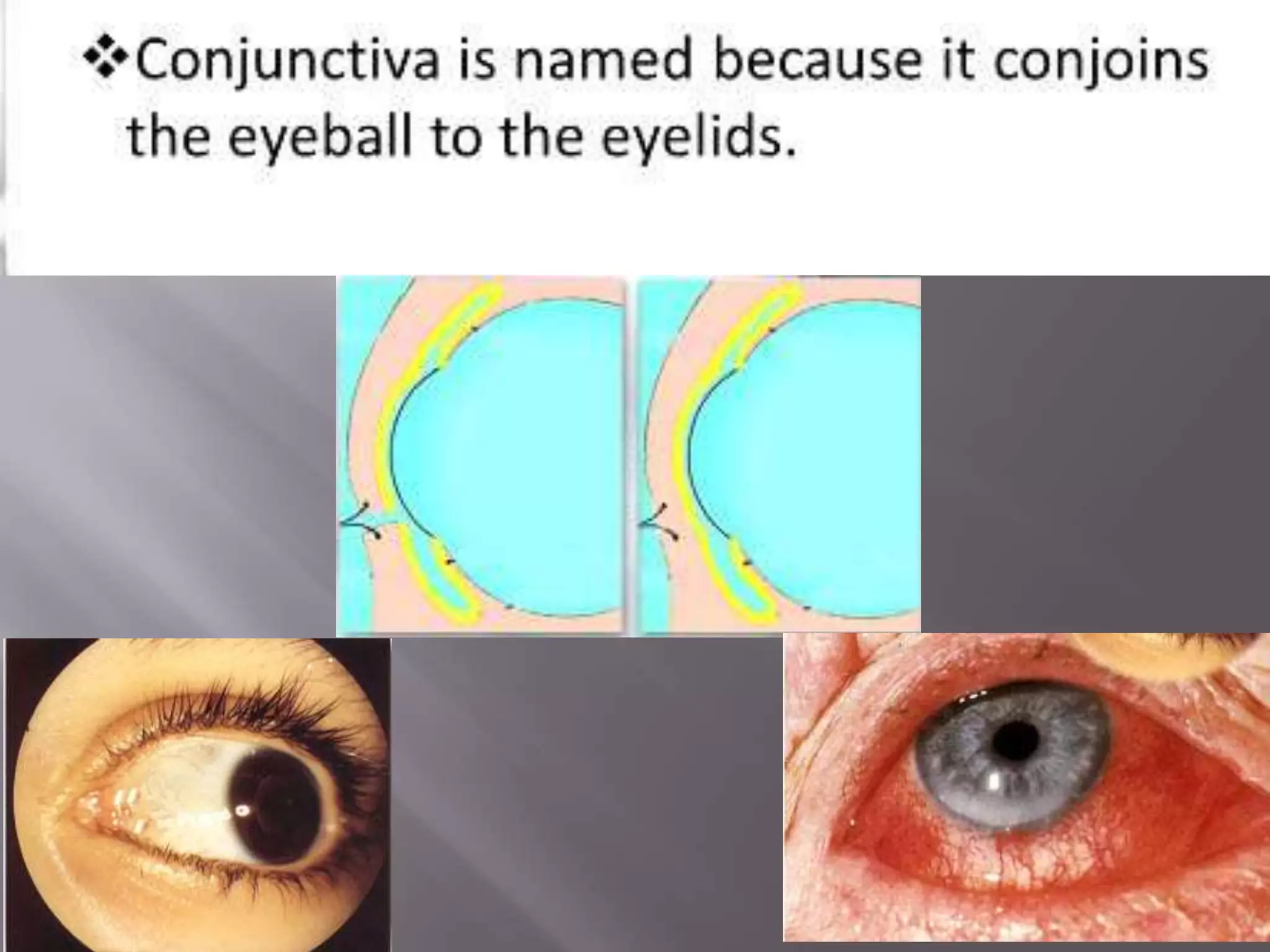 Conjunctiva integrated.pptx