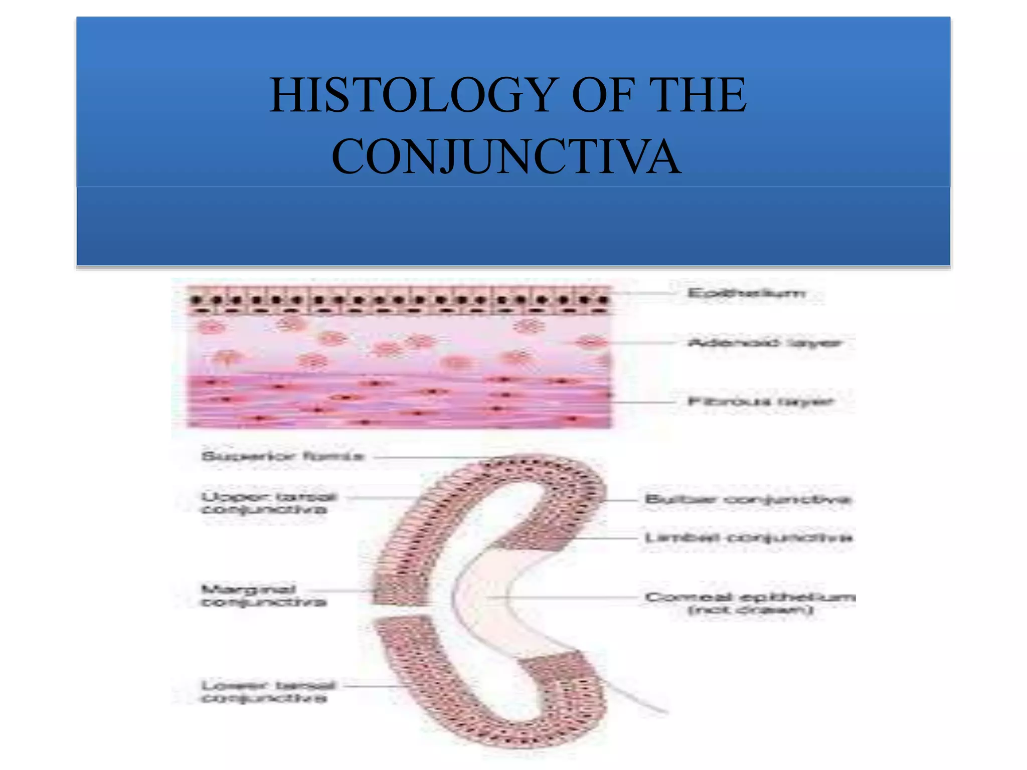 Conjunctival anatomy & and blood supply | PPTX