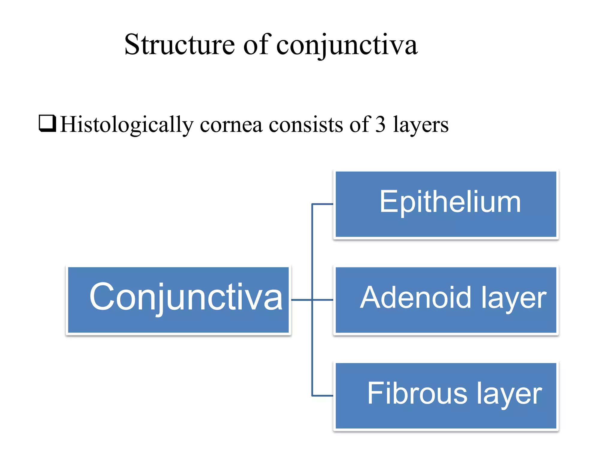 Conjunctival anatomy & and blood supply | PPTX