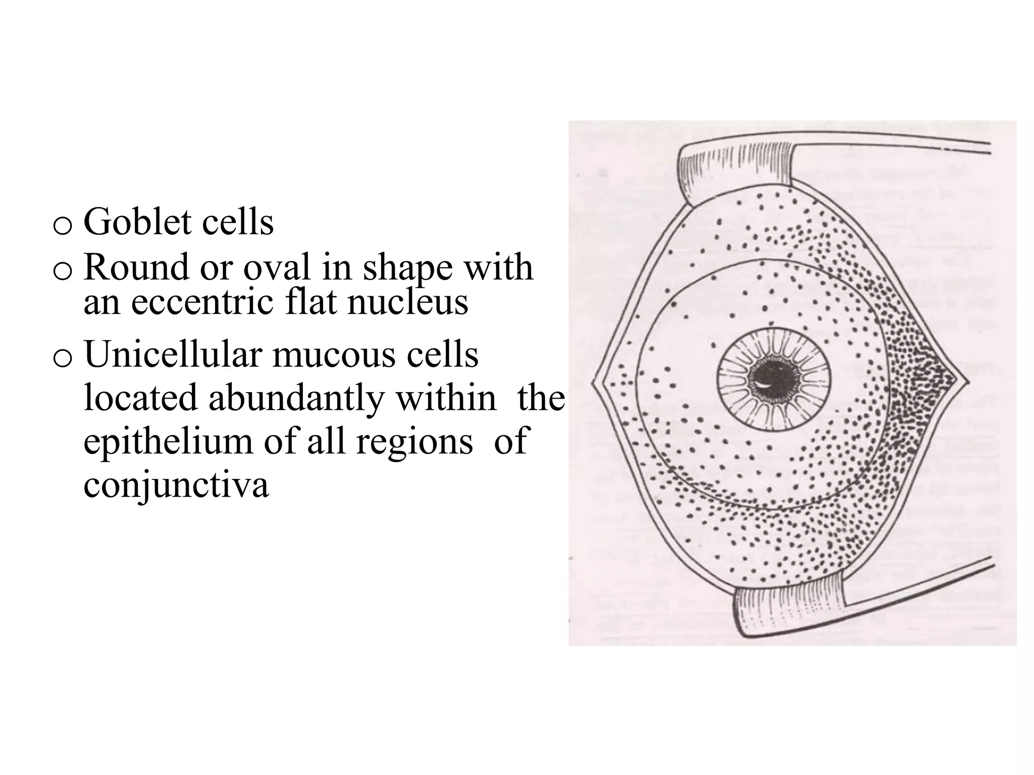 Conjunctival anatomy & and blood supply | PPTX