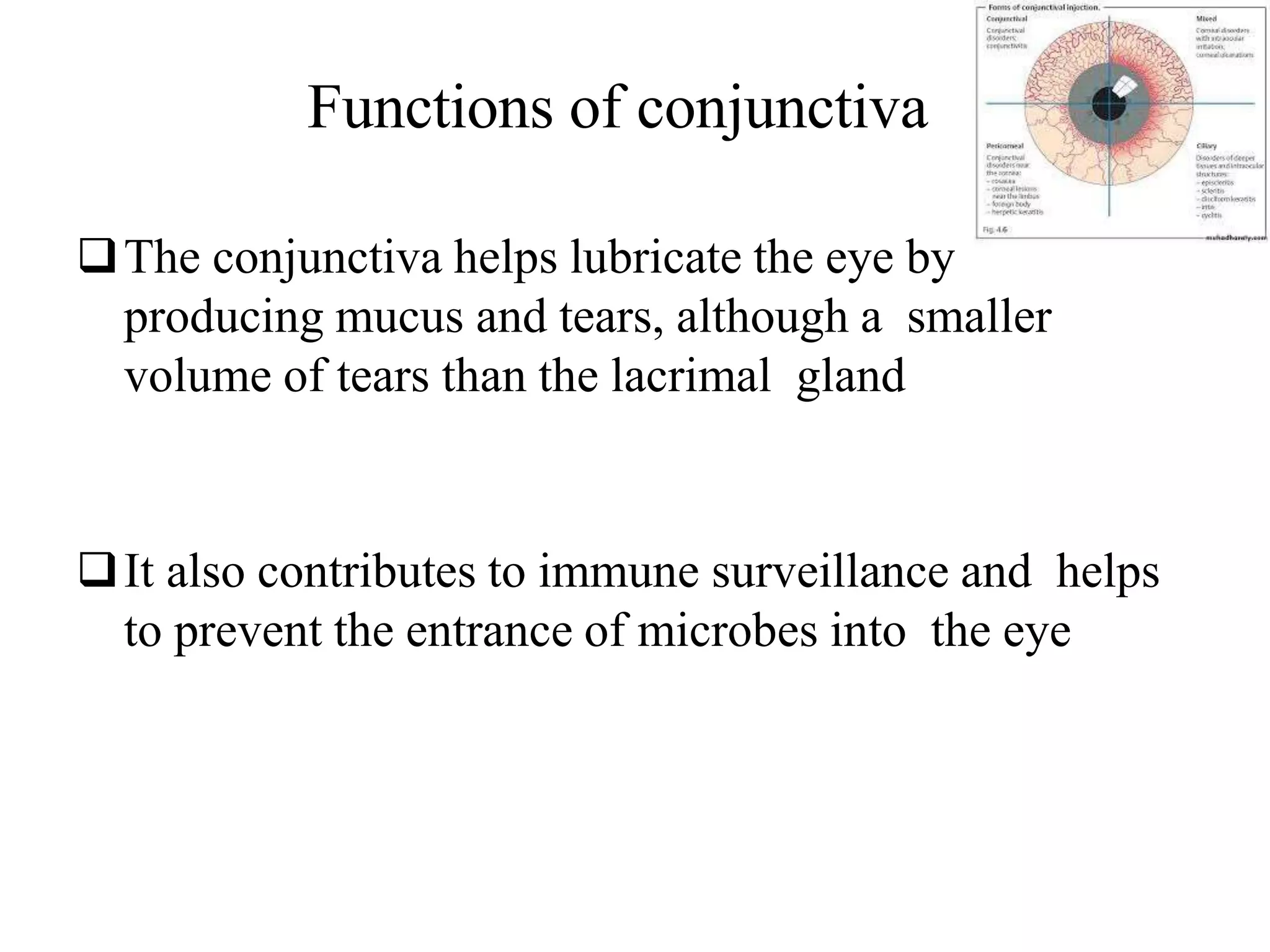 Conjunctival anatomy & and blood supply | PPTX