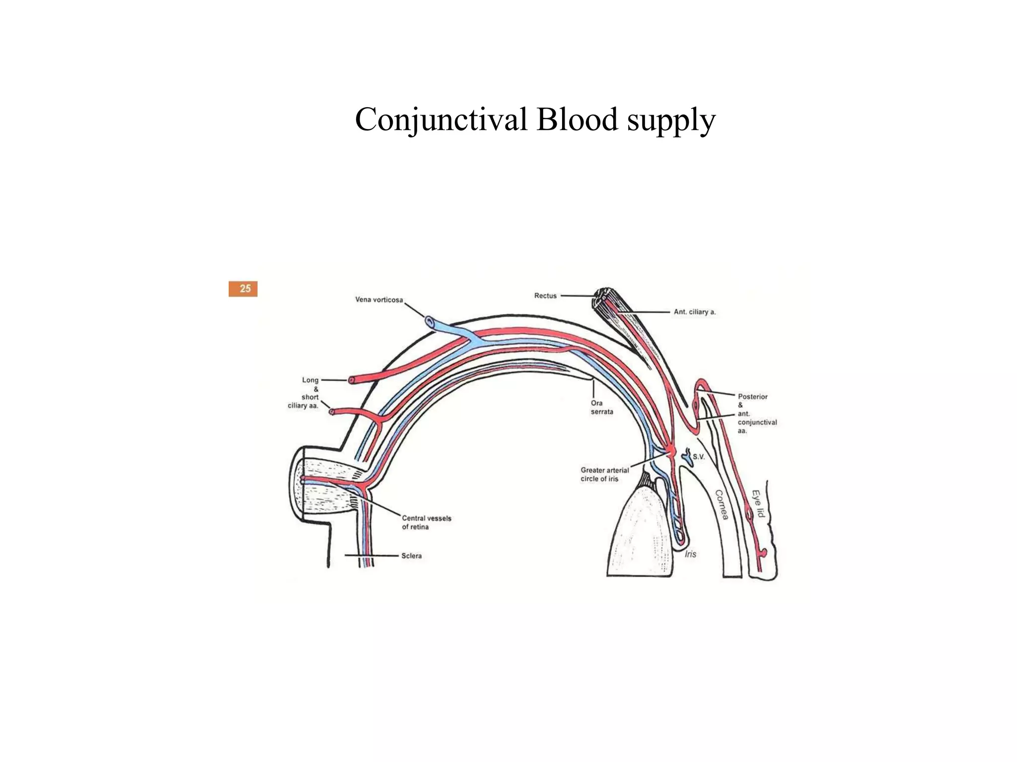 Conjunctival anatomy & and blood supply | PPTX | Eye and Vision ...