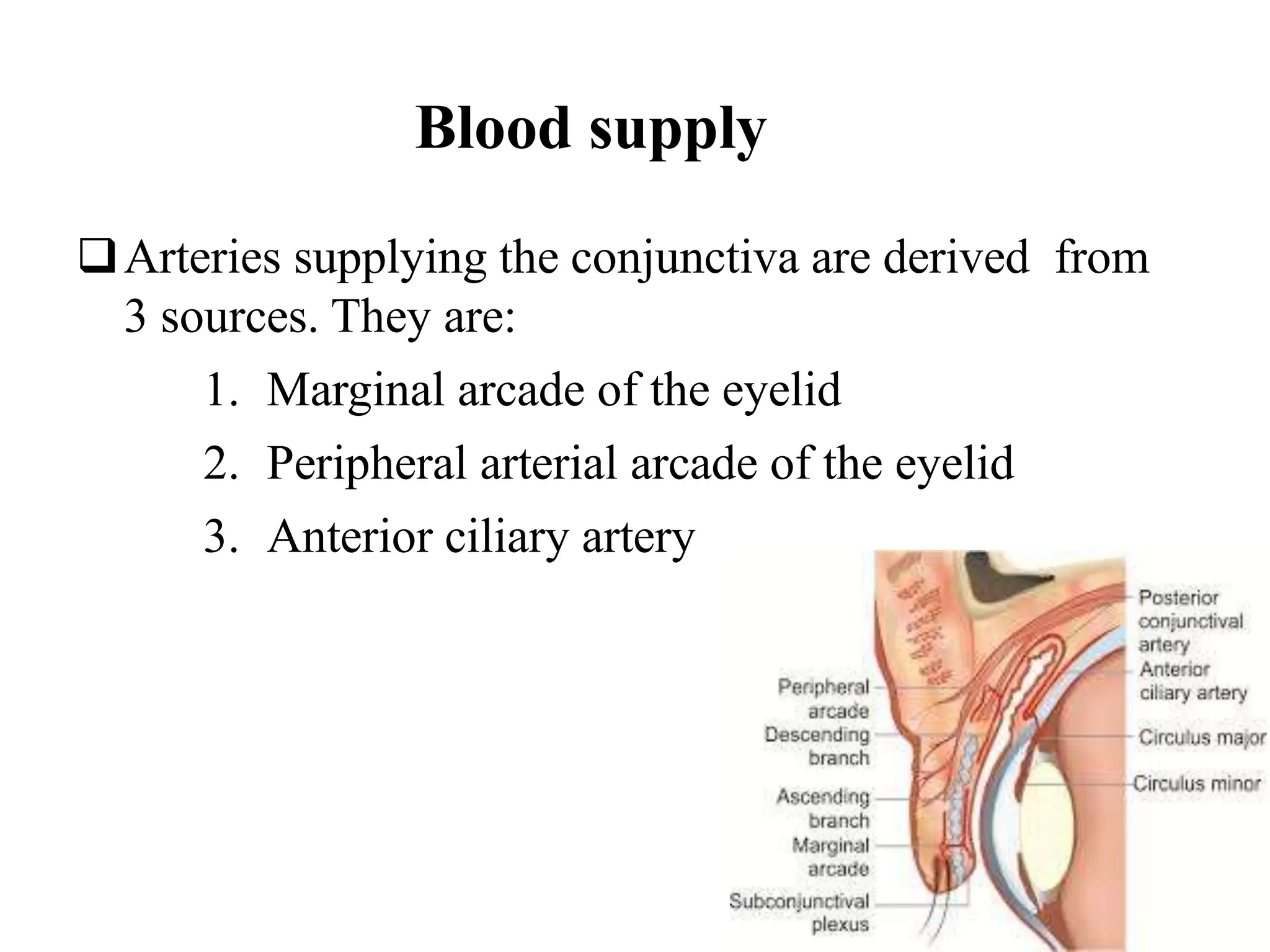 Conjunctival anatomy & and blood supply | PPTX